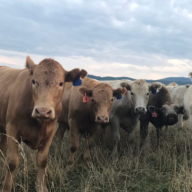 About – Farmers Investment CO